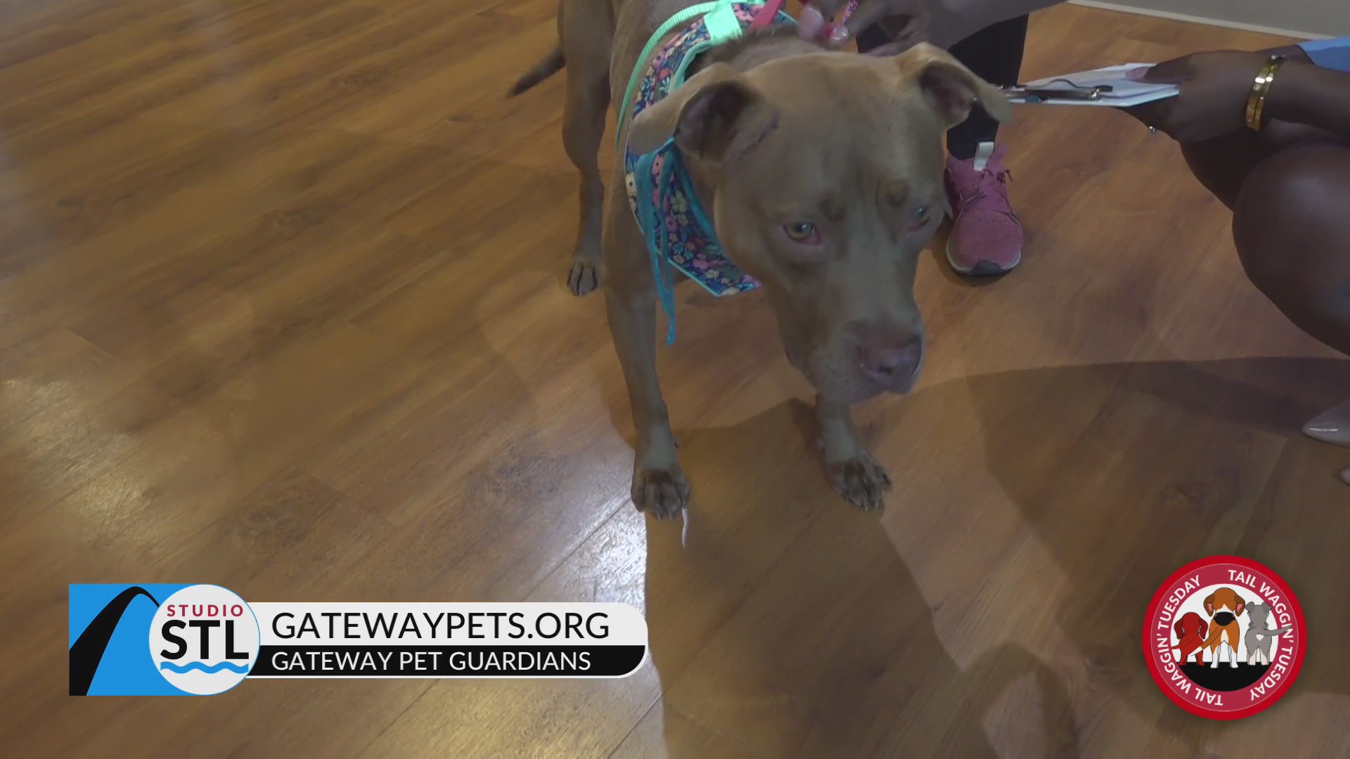 Tail Waggin’ Tuesday: Adopt these two adorable furry friends! – FOX 2