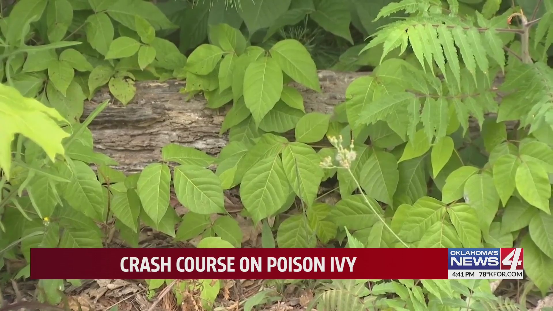 Crash course on poison ivy – KFOR.com Oklahoma City