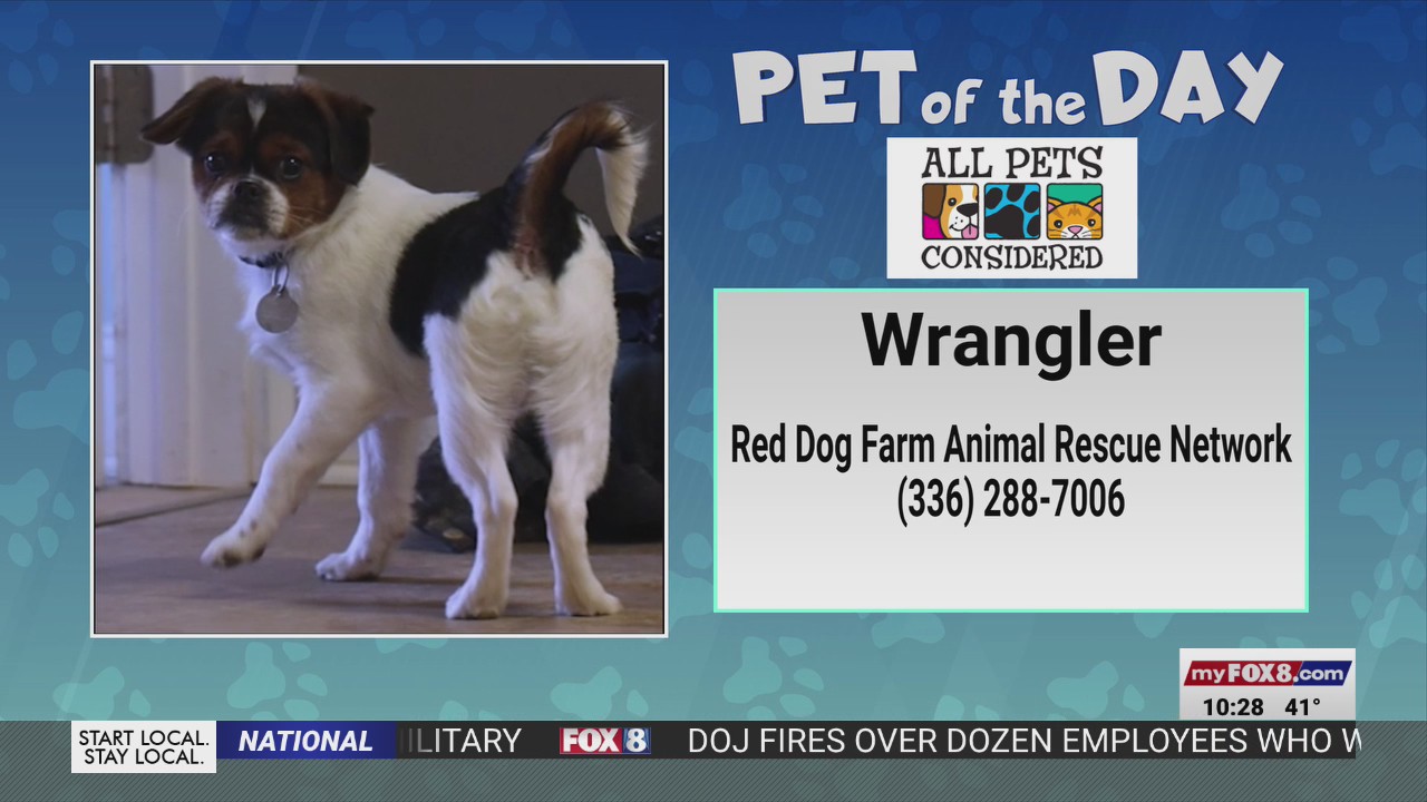 Pet of the Day: Add Wrangler to your herd – FOX8 WGHP