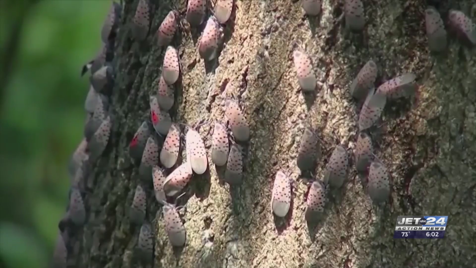 Several spotted lantern flies seen in Erie — How does this impact ...