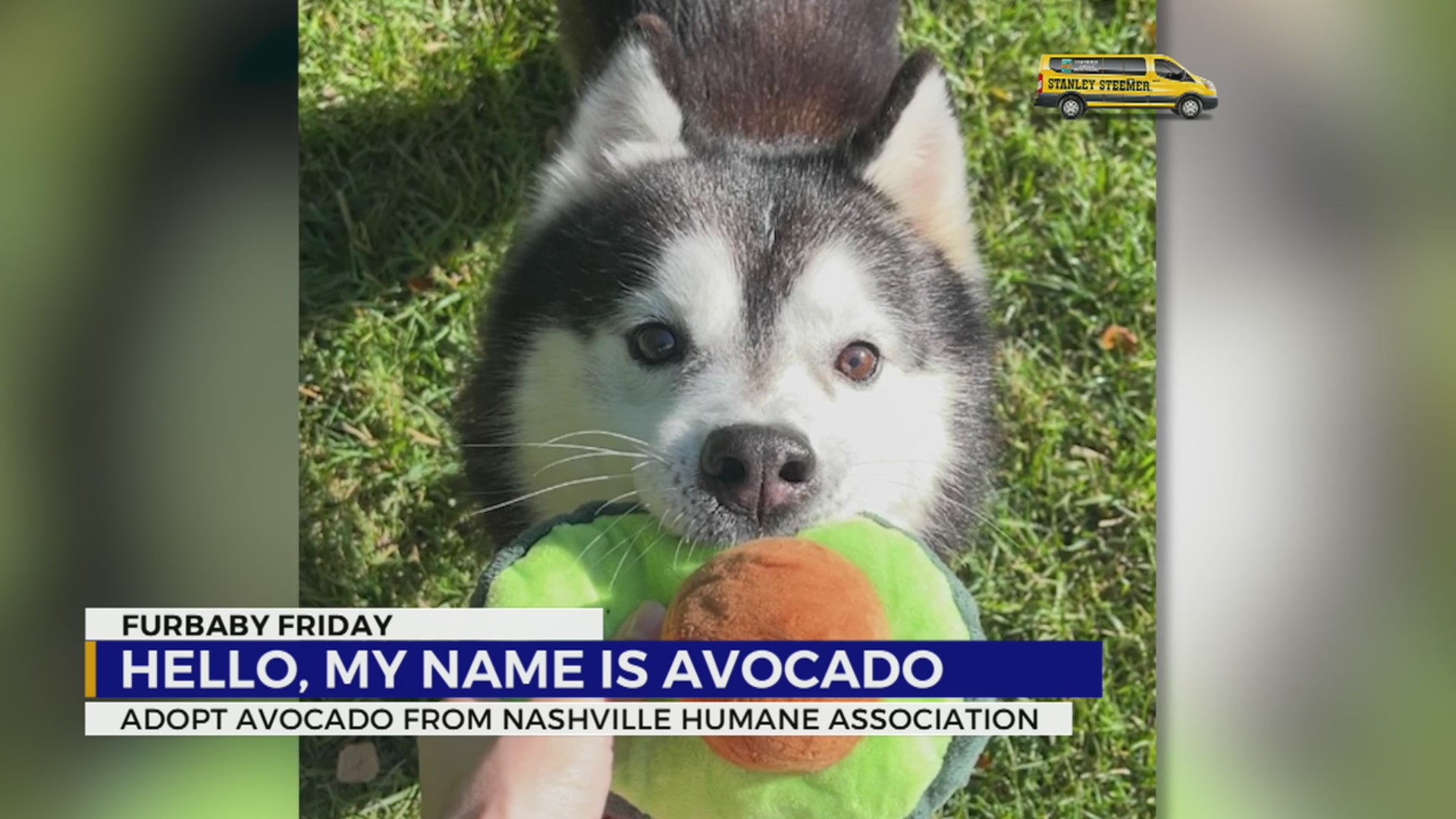 Fur Baby Friday: Meet Avocado! – WKRN News 2
