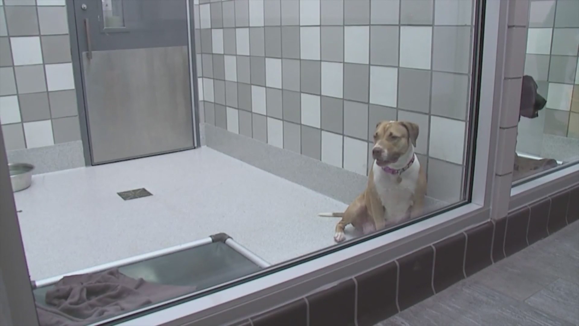 Aurora residents to vote on city’s pitbull ban – FOX31 Denver