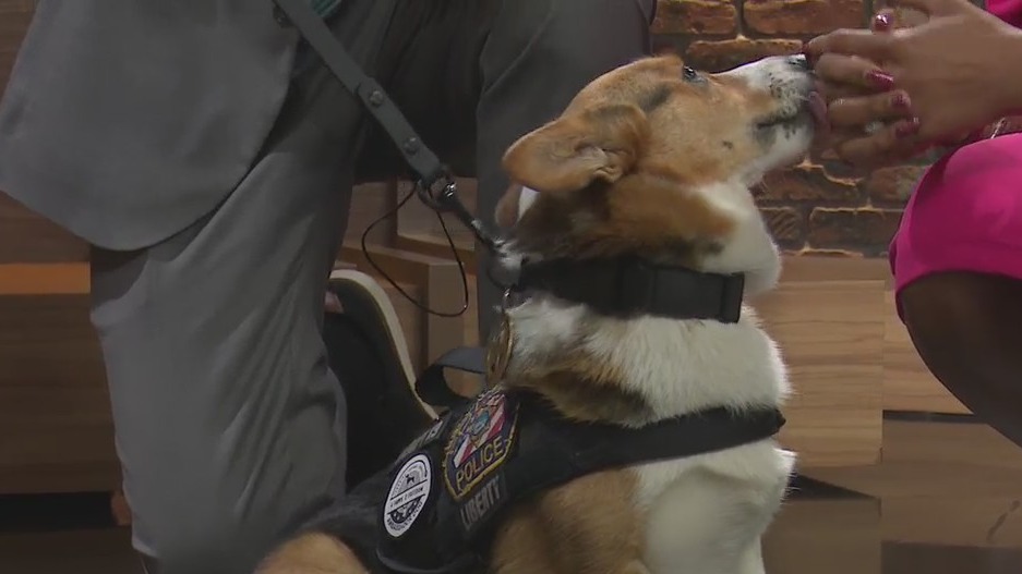 Folsom Police Department using therapy dogs for victims, officers ...