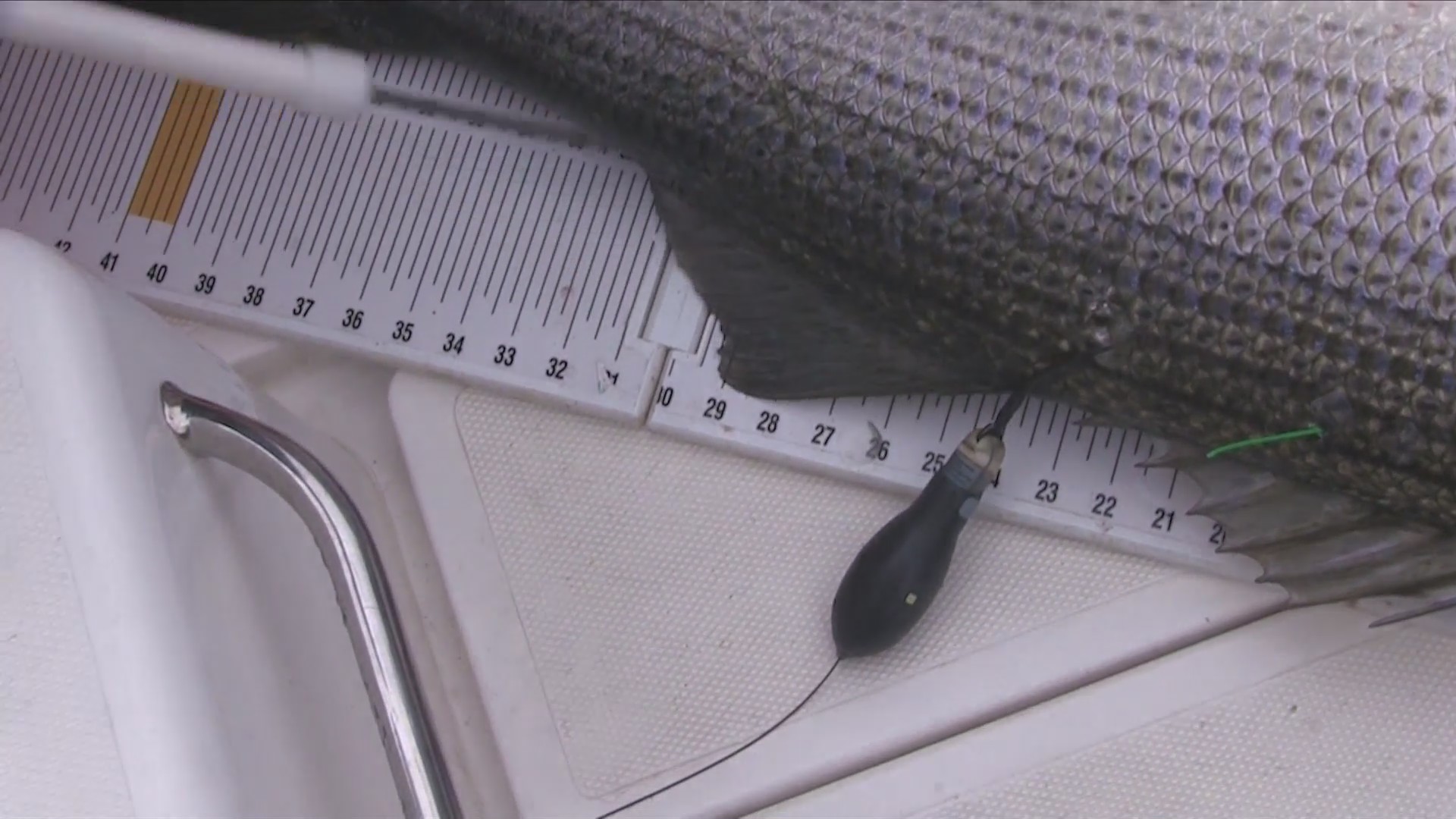 Striped Bass Tagging Update – KGET 17 News