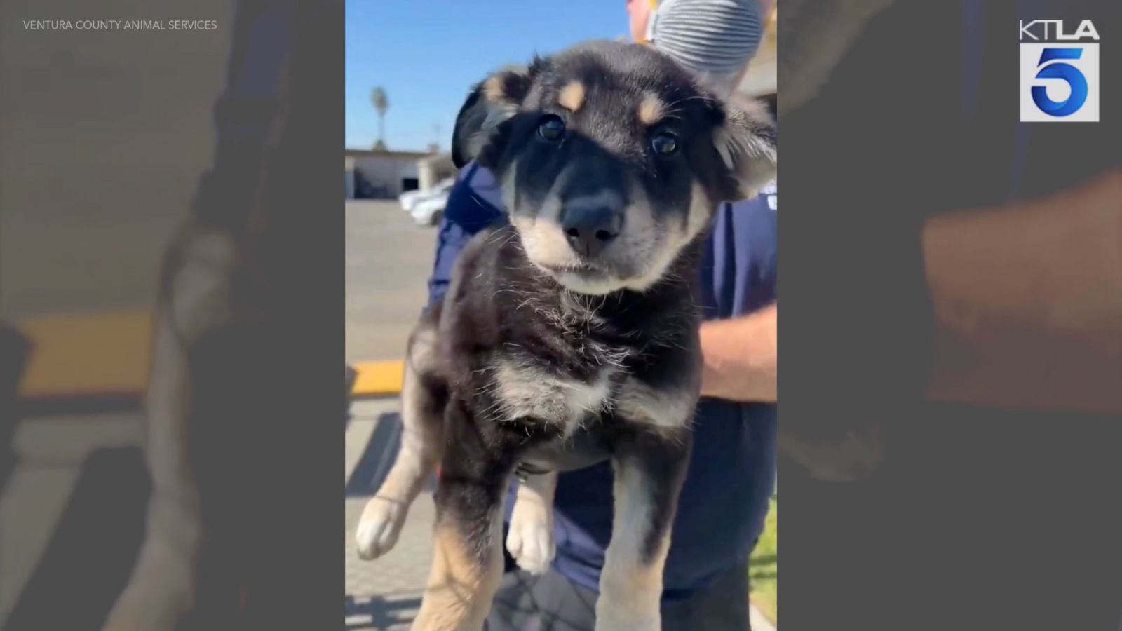 Ventura County Animal Services looking for parents of lost pets from ...