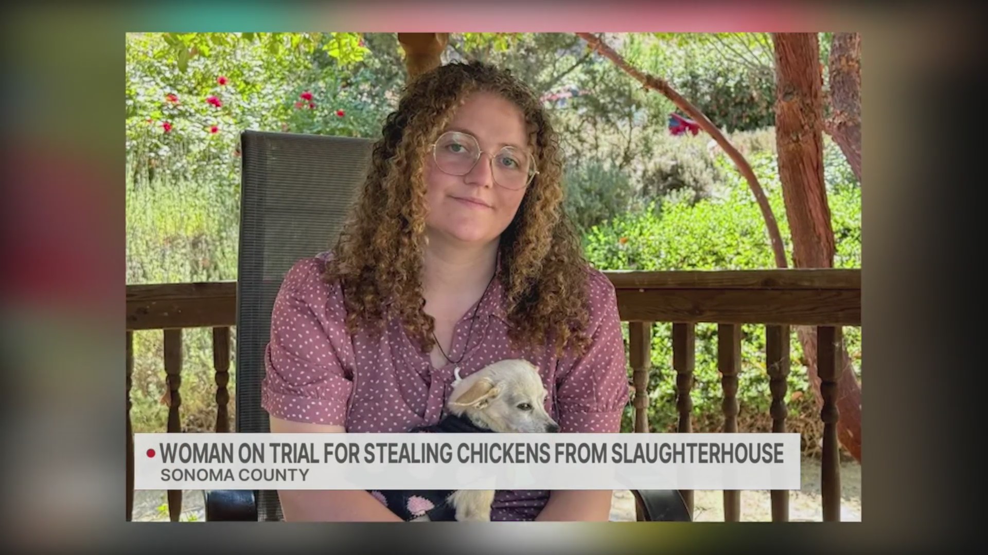 Woman on trial for stealing chickens from Sonoma County slaughterhouse ...