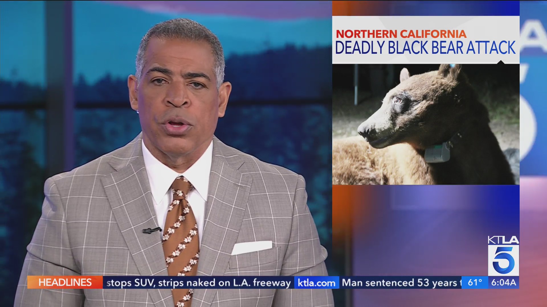 Woman’s death becomes first documented fatal black bear attack in ...