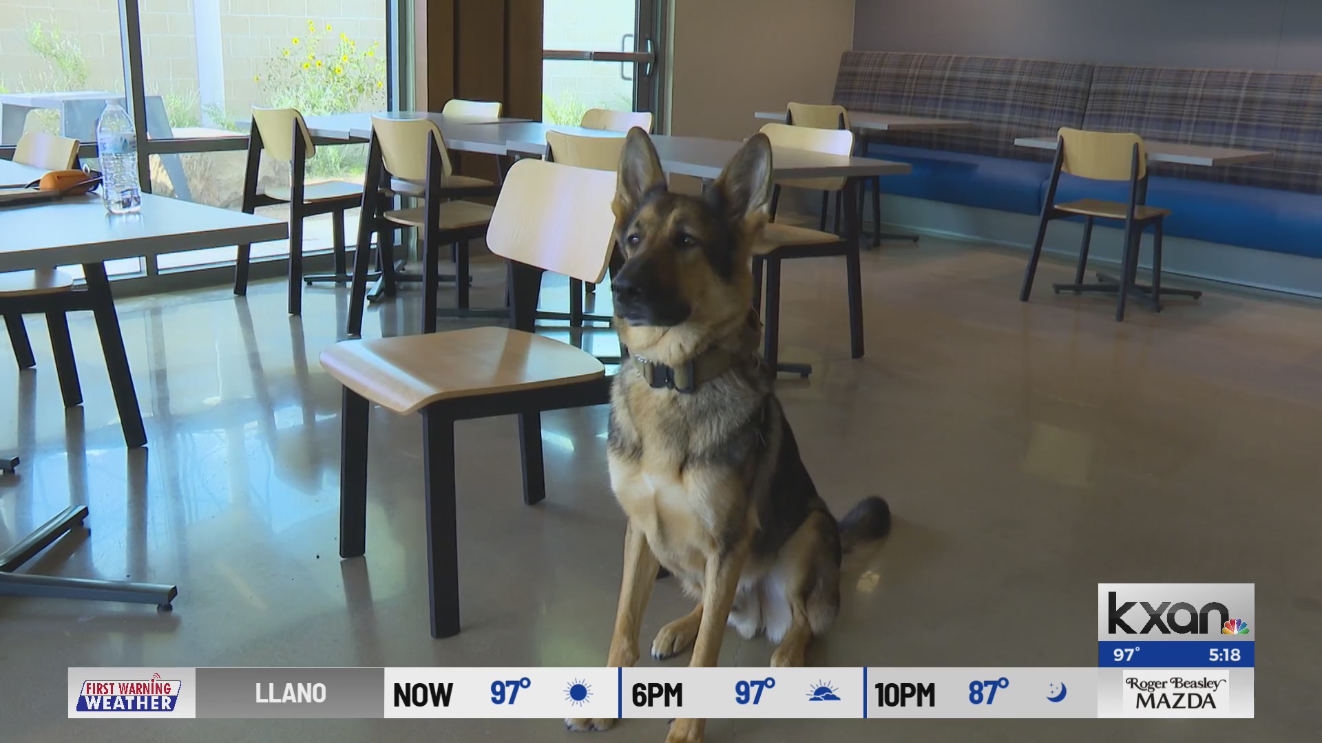 Meet the first therapy dog in the Hays County Sheriff’s Office – KXAN ...