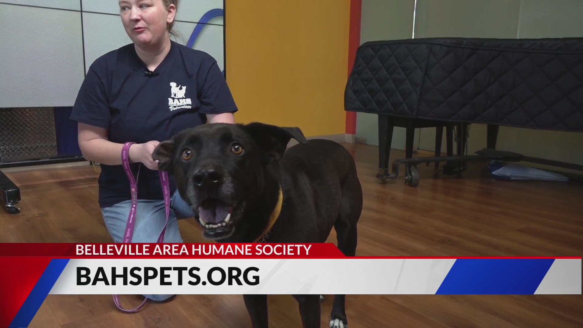 Pet Adoption: Archie – FOX 2