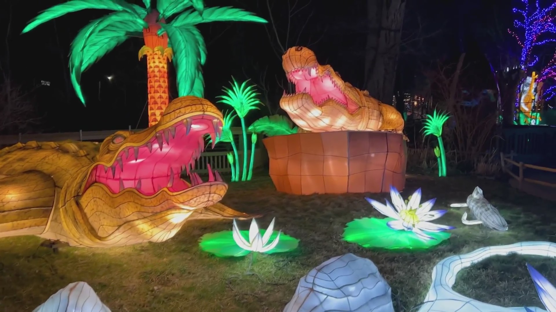 Hogle Zoo Lights Up the Night with ZooLuminate and Kiaria the Red Panda ...