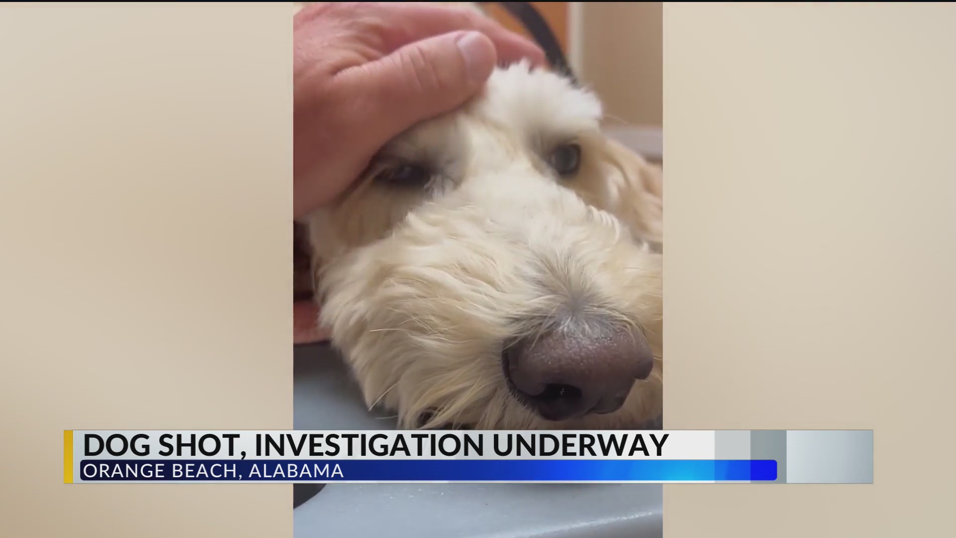Goldendoodle shot on Ono Island now recovering from emergency surgery ...