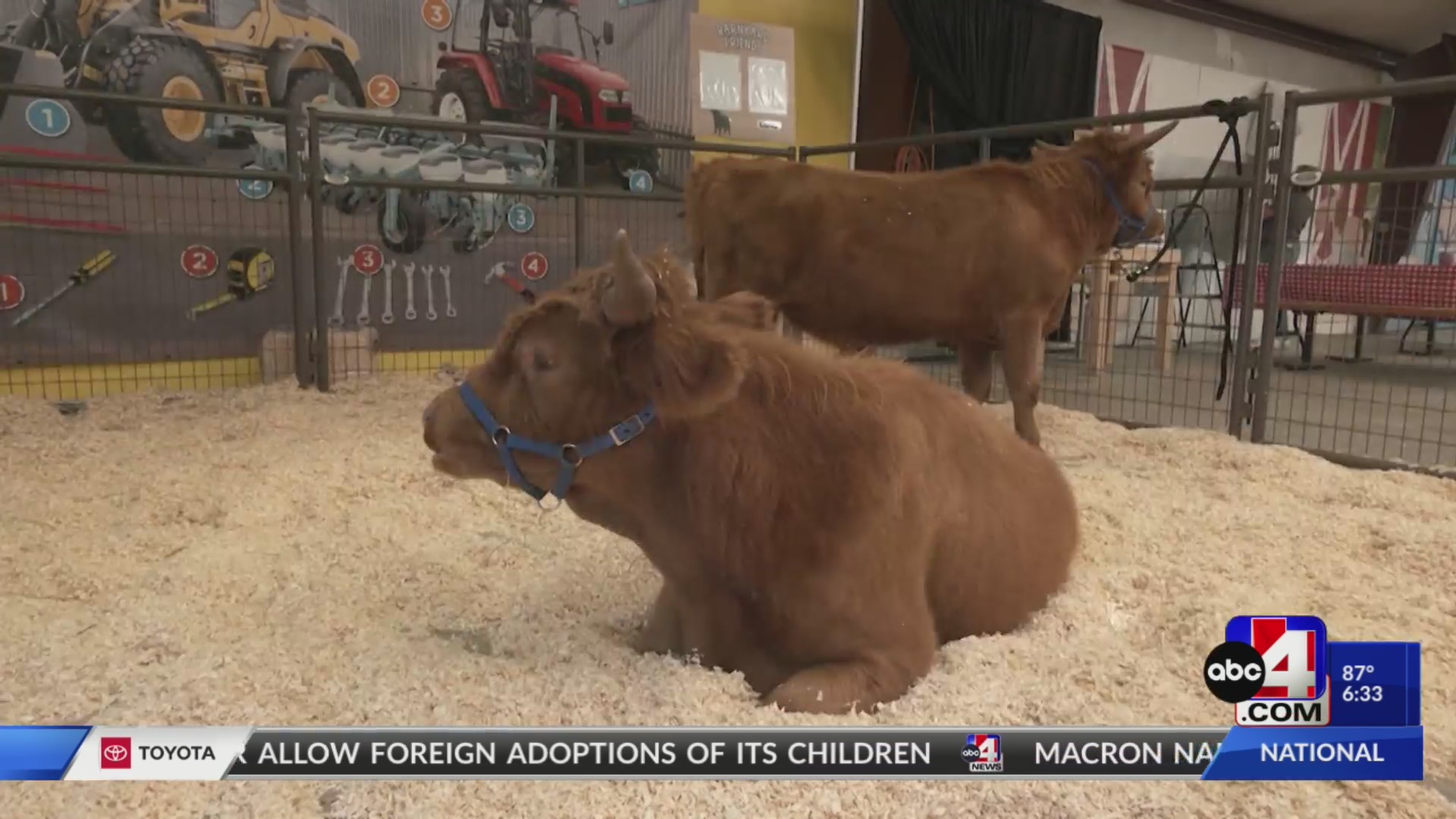 Highlander Cows are on display at the Utah State Fair – ABC4 Utah