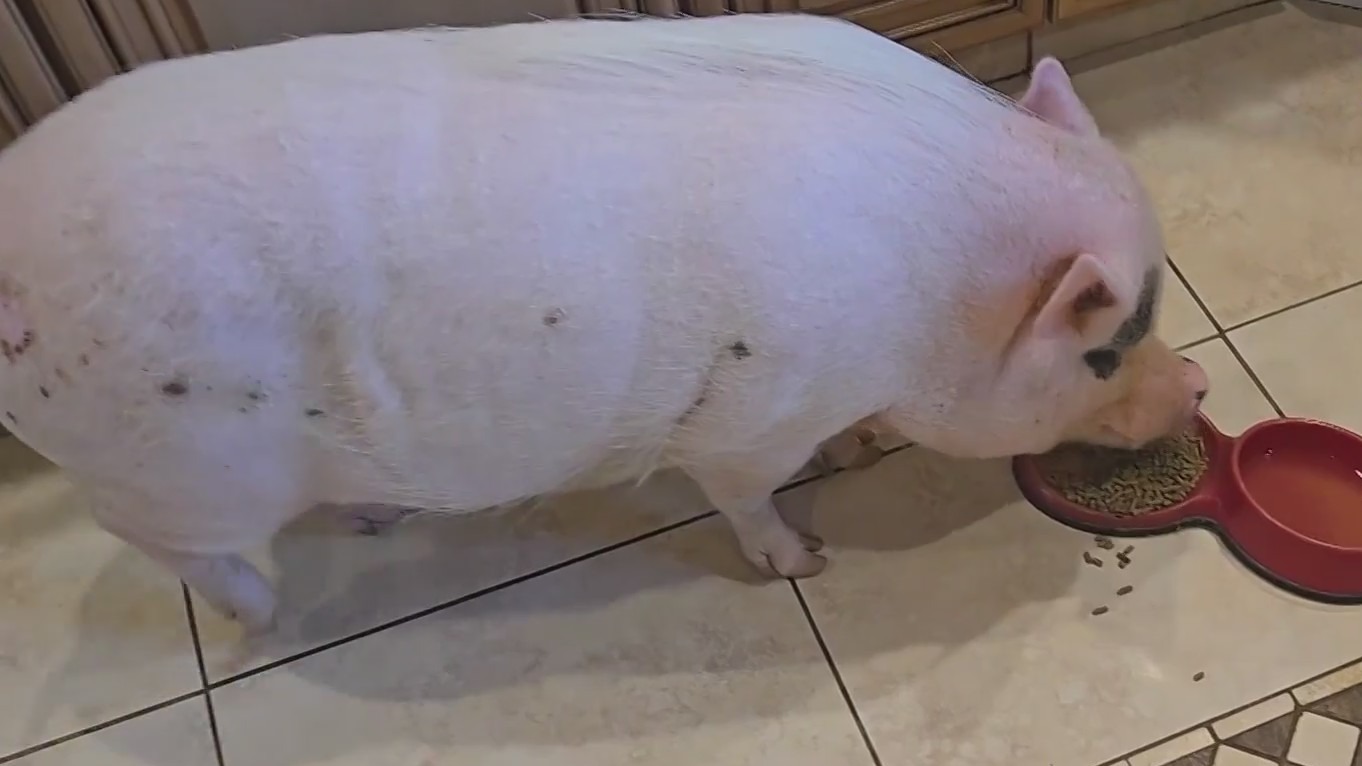 Family’s emotional support pig, Lucy, wins heartfelt battle to stay at ...