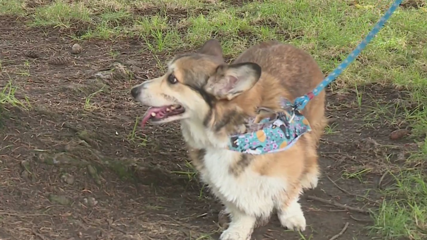 Dozens of corgis take over NW Portland park – KOIN.com