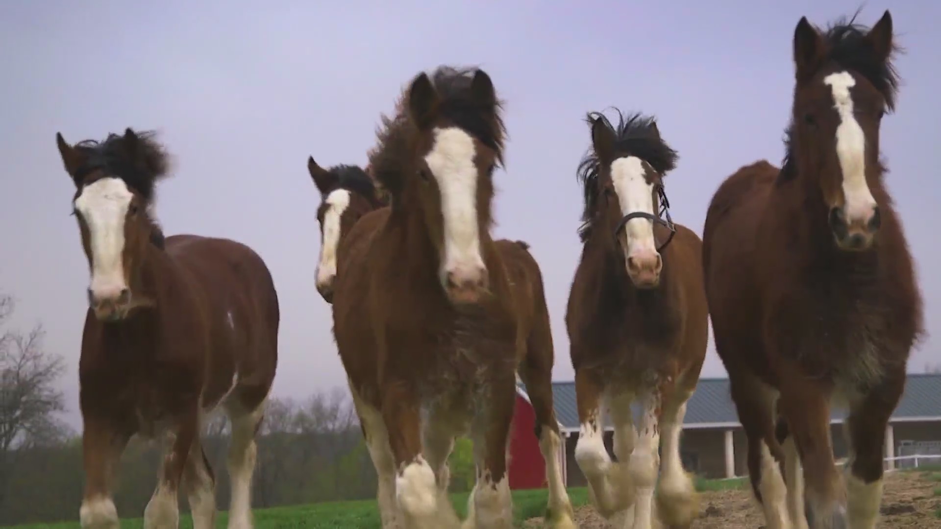 Budweiser Clydesdales back for Super Bowl ad after 10 years – FOX 2