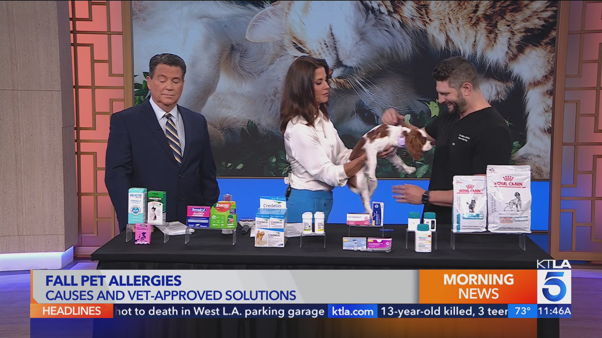Vet-Approved Solutions for Fall Pet Allergies – KTLA