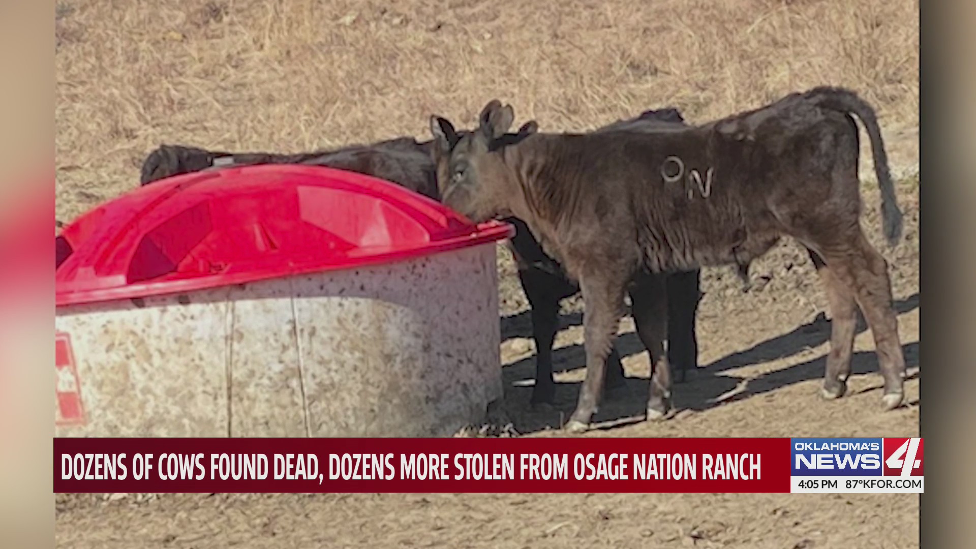 Dozens of cows found dead, dozens more stolen from Osage Nation Ranch ...