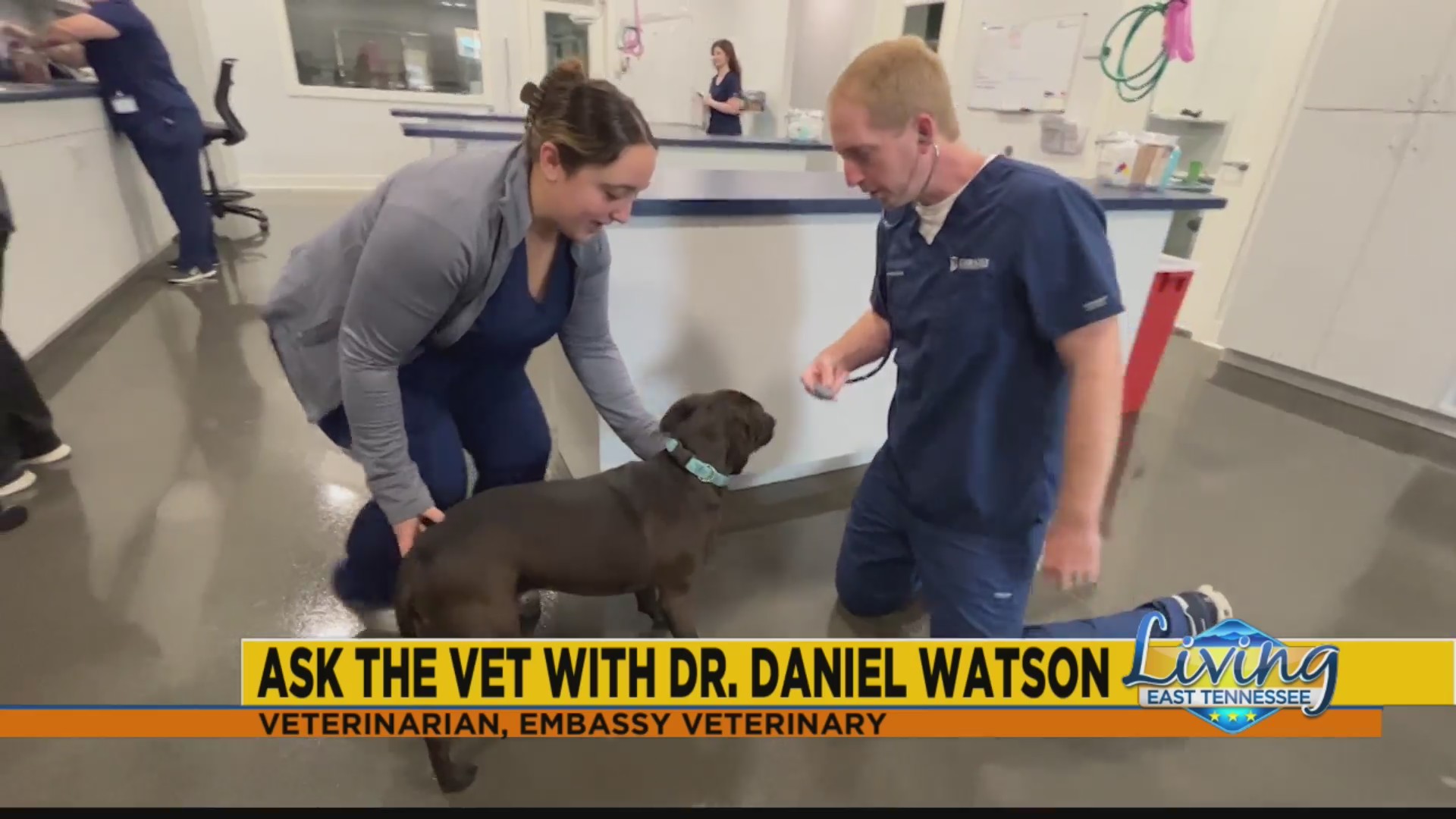 Ask the Vet with Dr. Daniel Watson – WATE 6 On Your Side