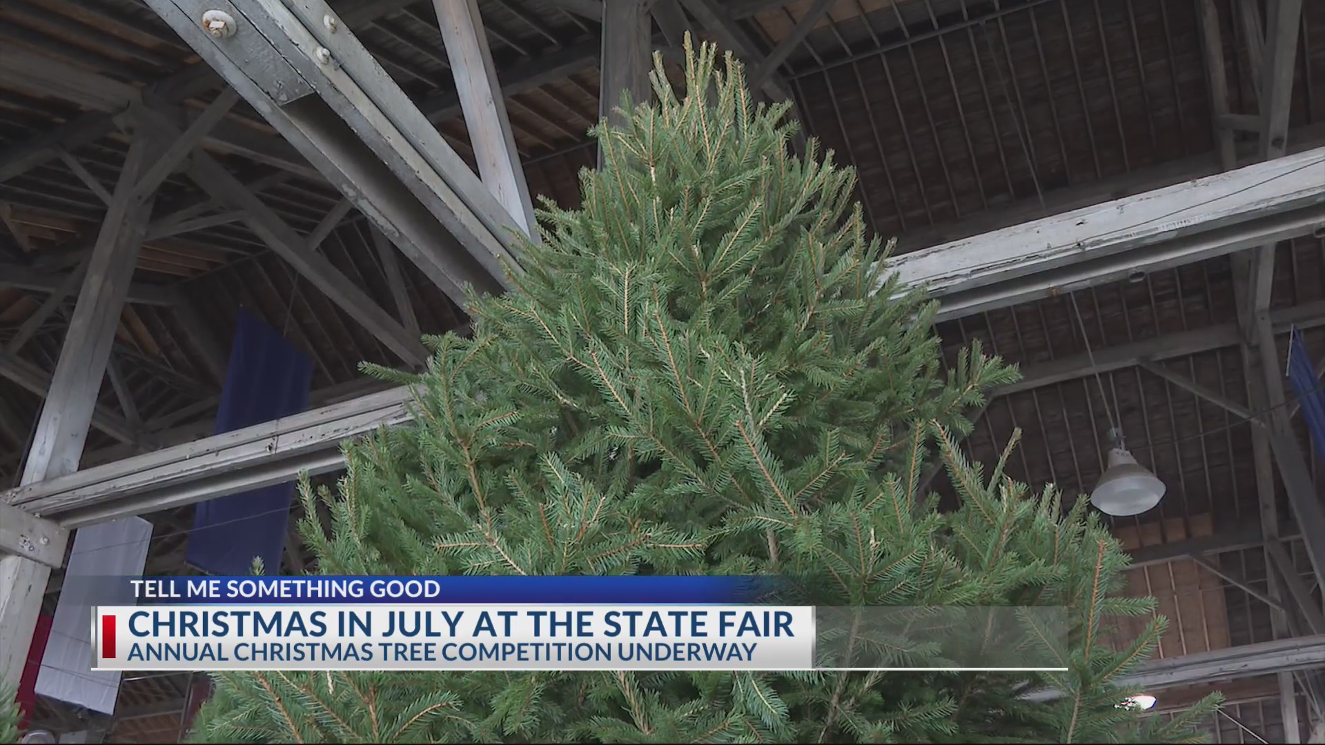Judging Christmas trees at the Ohio State Fairgrounds – NBC4 WCMH-TV