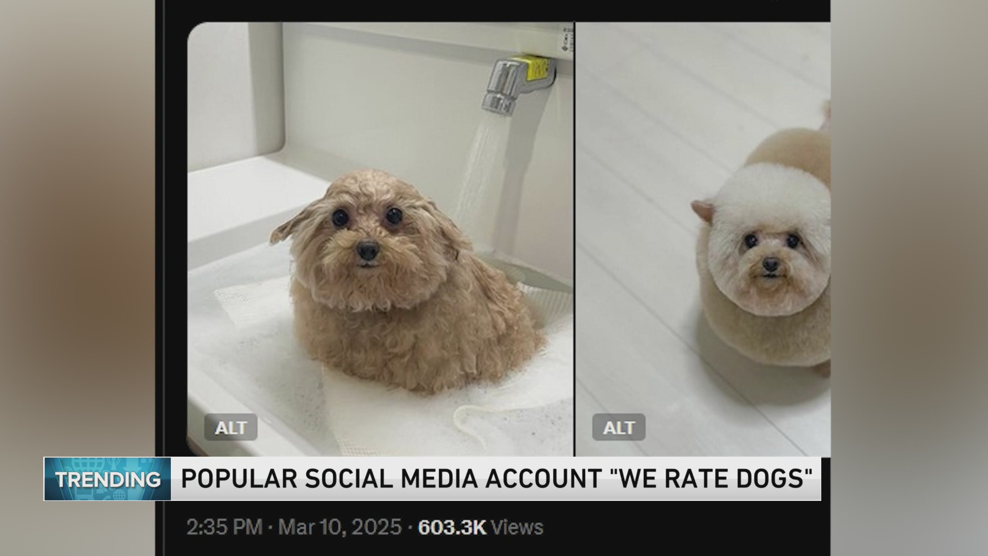 Popular Social Media Account, ‘We Rate Dogs’ – WGN-TV