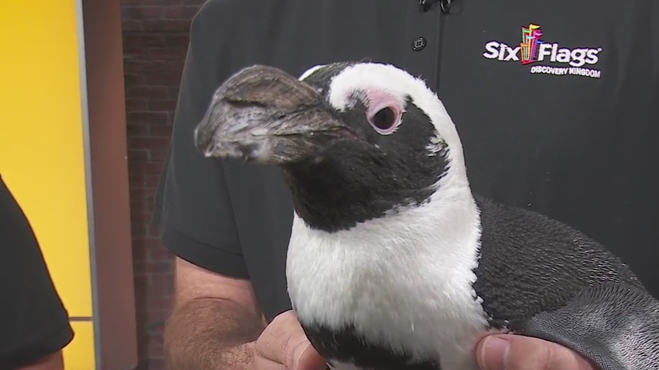 Celebrating Earth Day with Pong the Penguin – FOX40 News