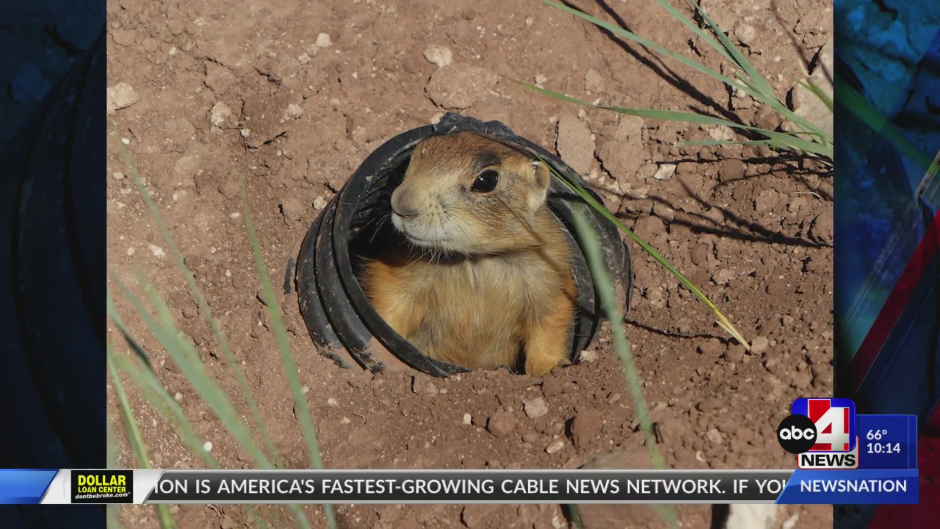 Utah prairie dog population on track to meet state’s recovery goal ...