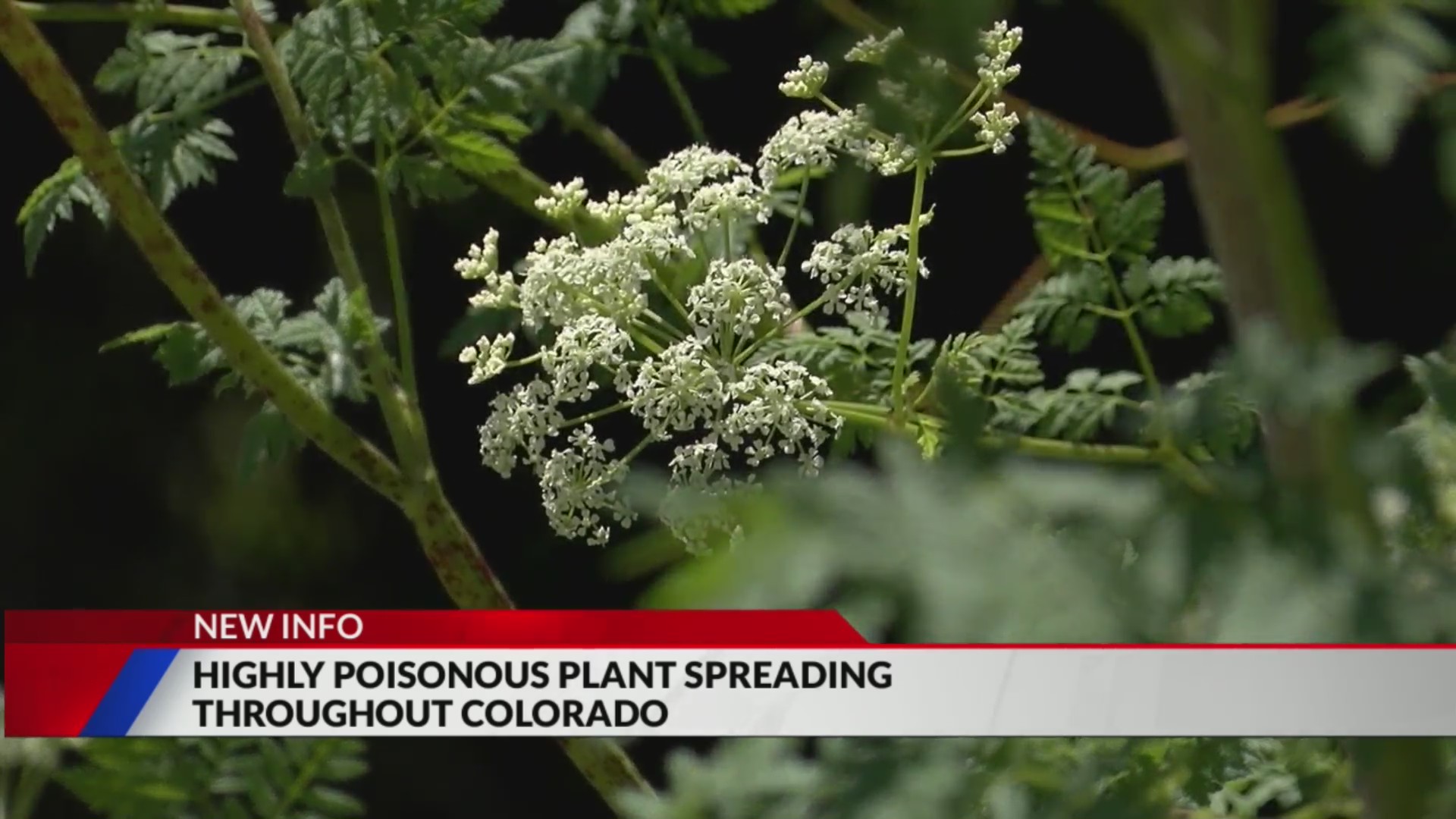 Highly poisonous plant spreading in Colorado – FOX31 Denver
