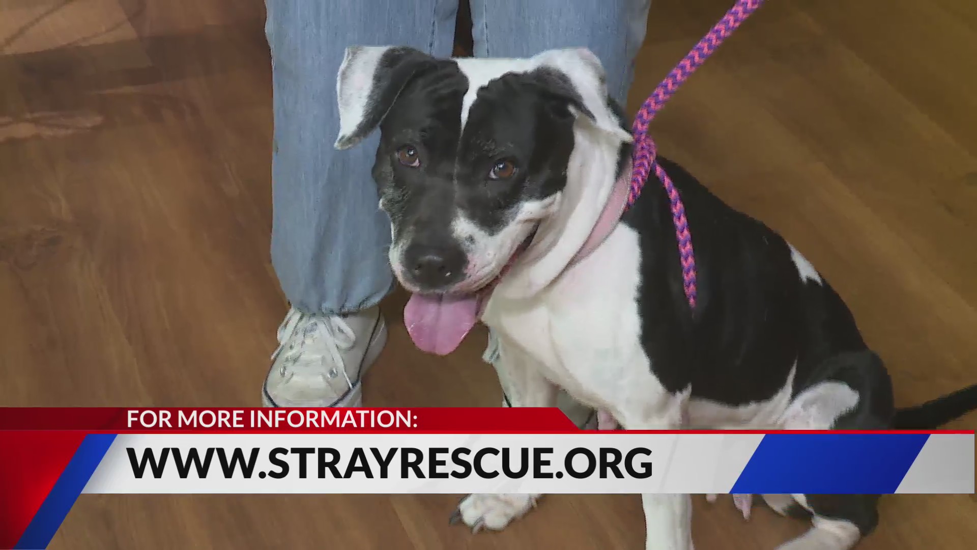 Doja Dog is ready for a new home – FOX 2