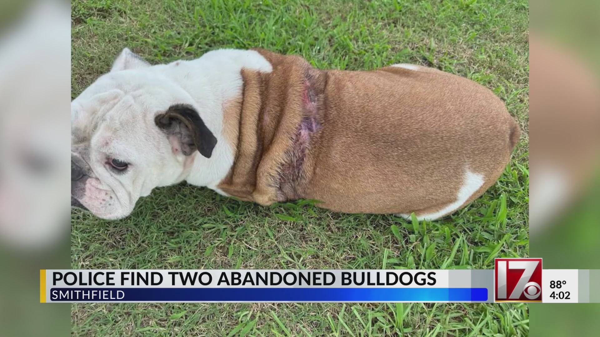 Smithfield police find two abandoned bulldogs – CBS17.com