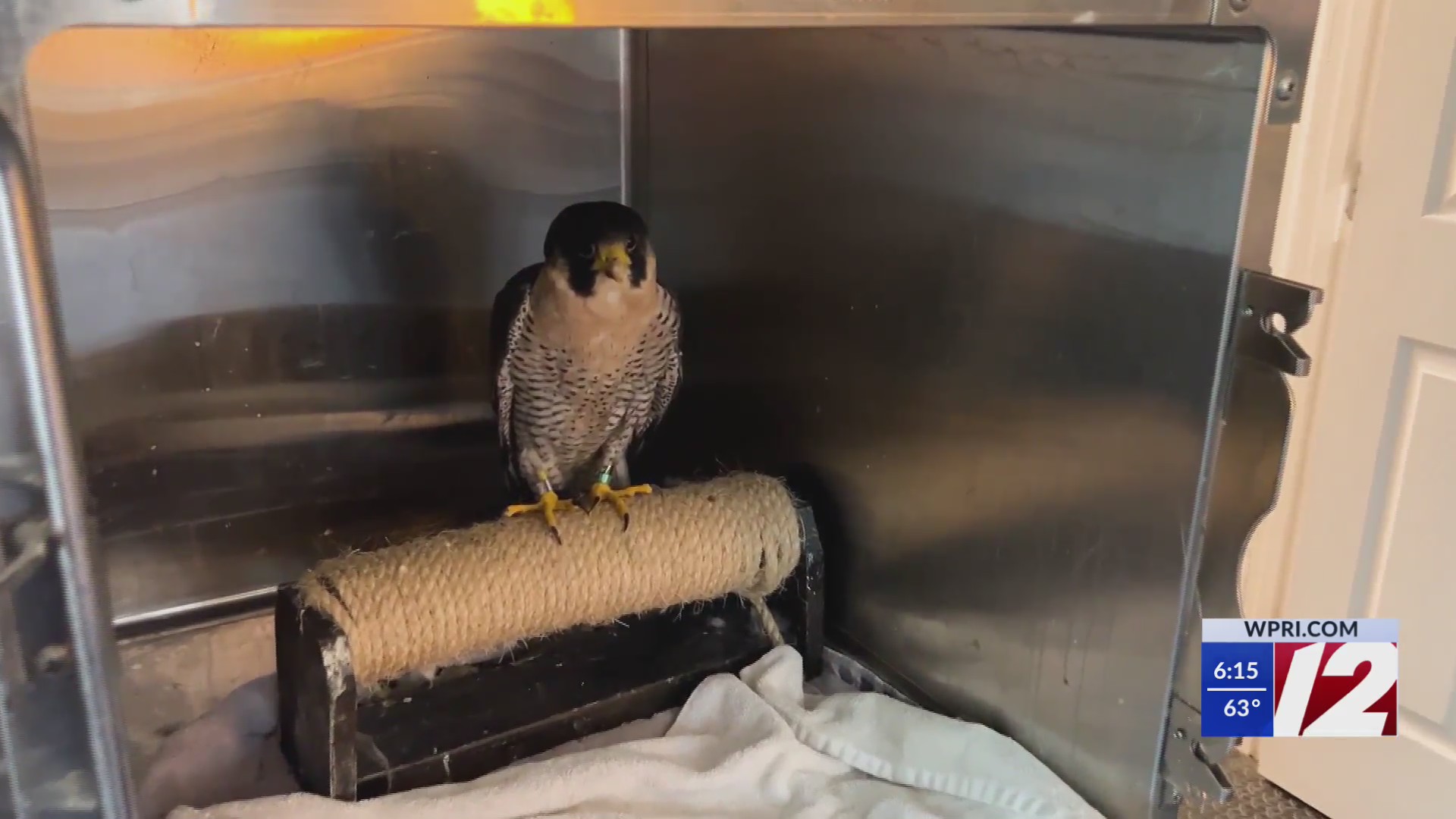 Rhode Island dentist saves peregrine falcon with broken beak – WPRI.com