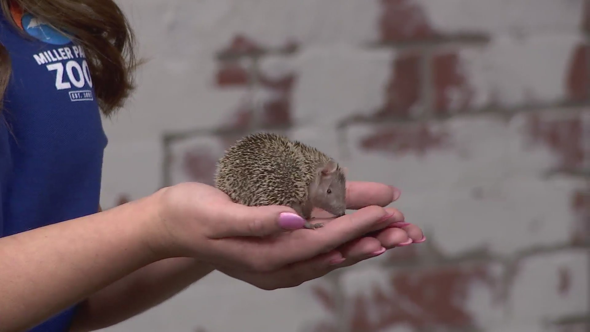 What Kind of Animal is a Tenrec? – WCIA.com