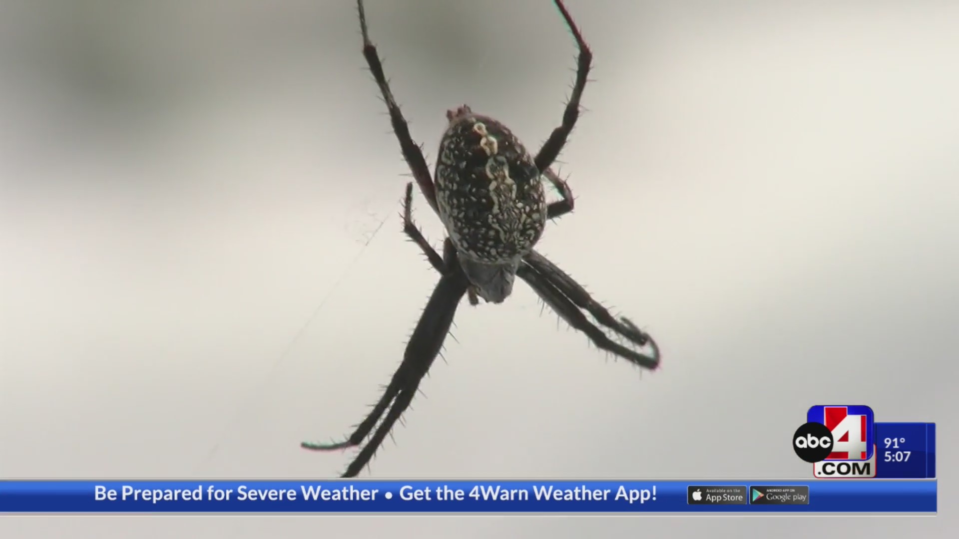 Spiders take over island, festival celebrates the eight-legged critter ...