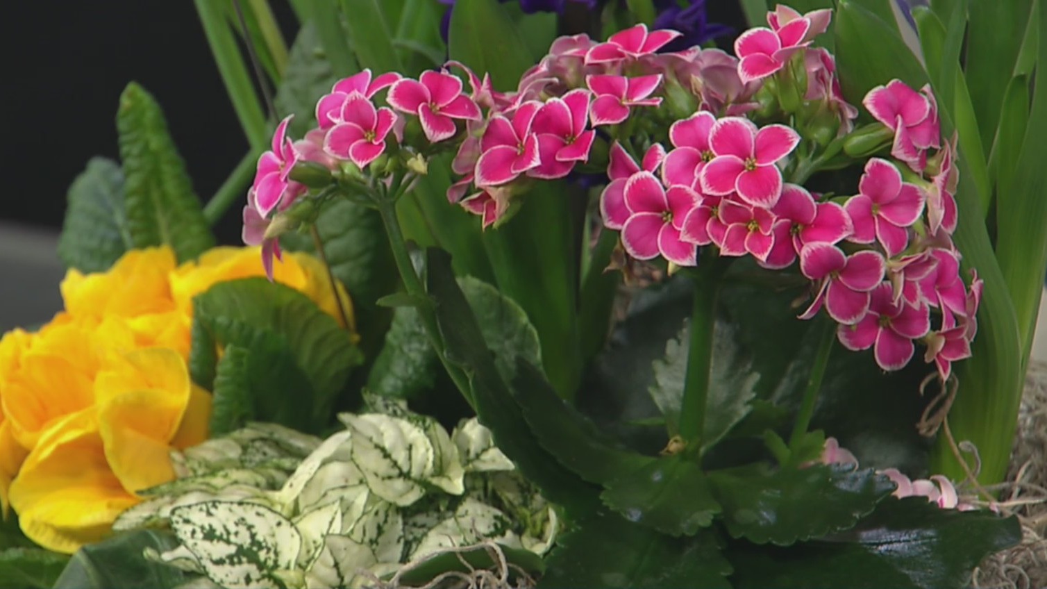 New Day Cleveland: Graf Growers – Fox 8 Cleveland WJW