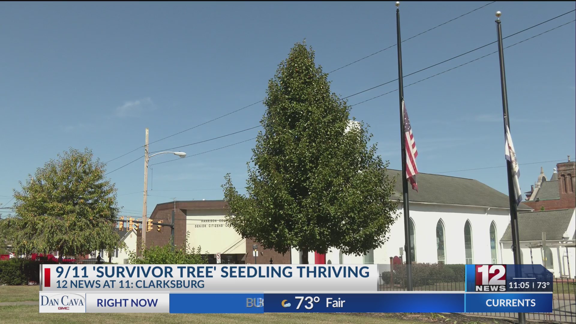 9/11 ‘Survivor Tree’ seedling thriving in Clarksburg – WBOY.com