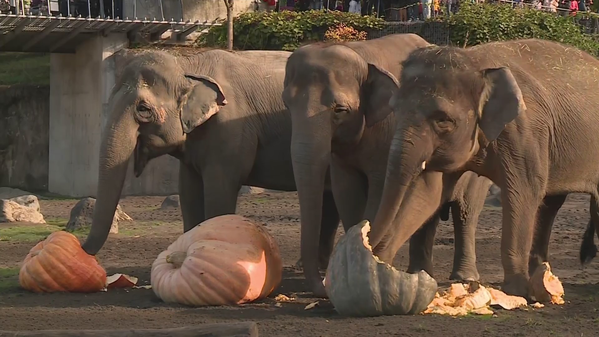 Elephants smash pumpkins during annual Squishing of the Squash – KOIN.com