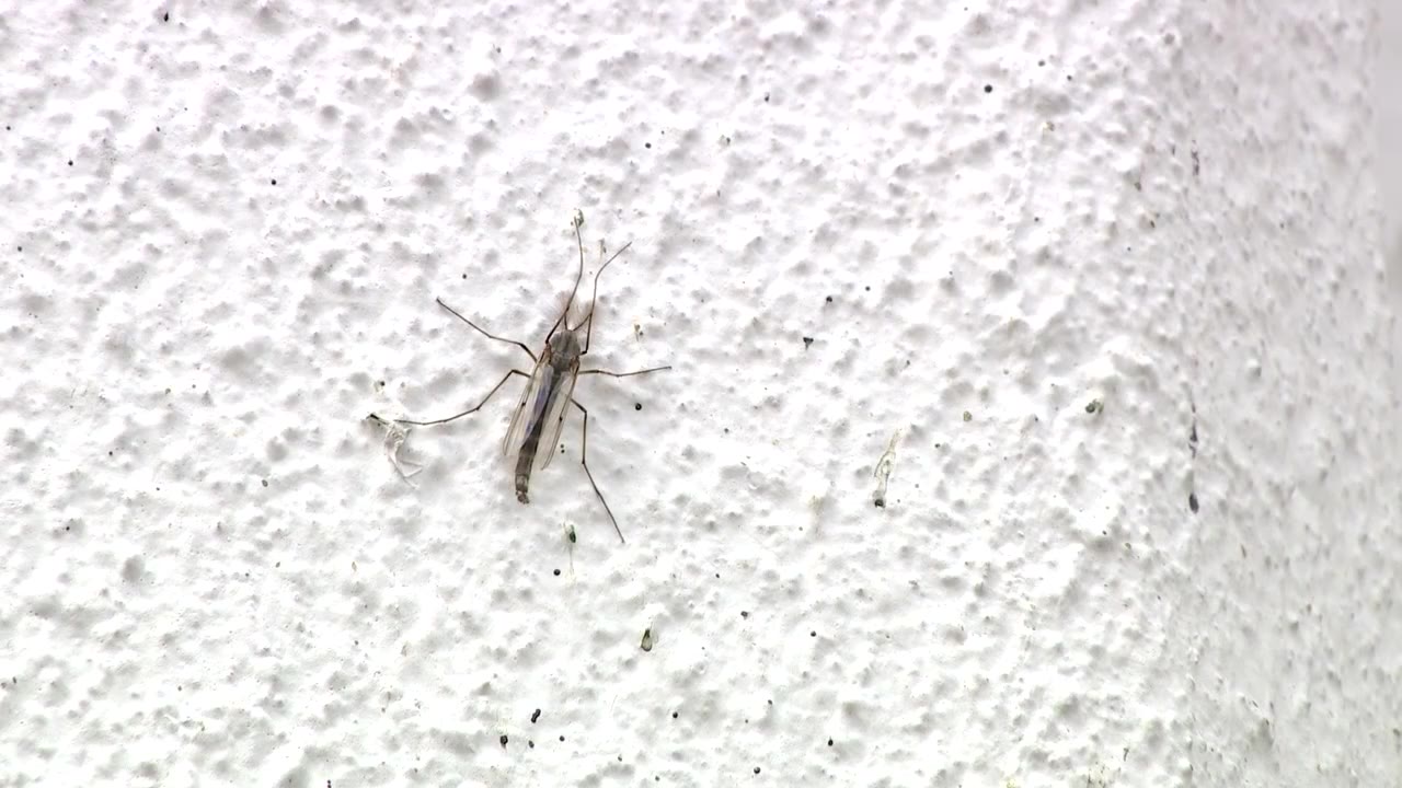 Midges swarm NE Ohio: What the pesky insects mean for Lake Erie – Fox 8 ...