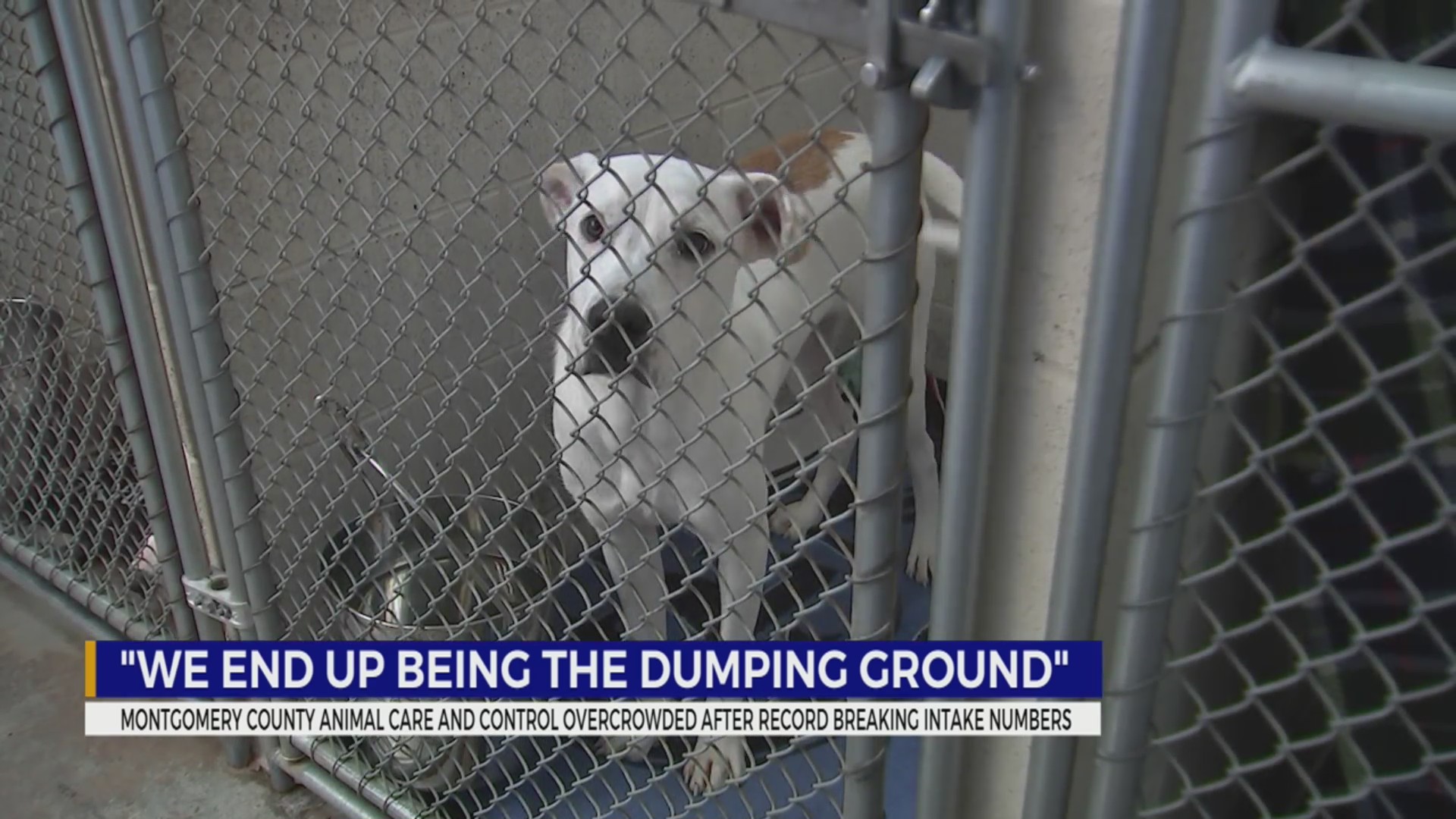Montgomery County Animal Care and Control overcrowded after record ...