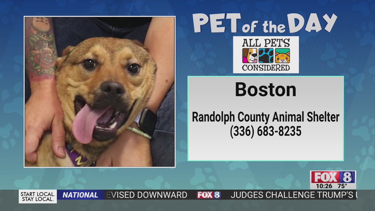 Pet of the Day: You’ll never want to leave Boston – FOX8 WGHP