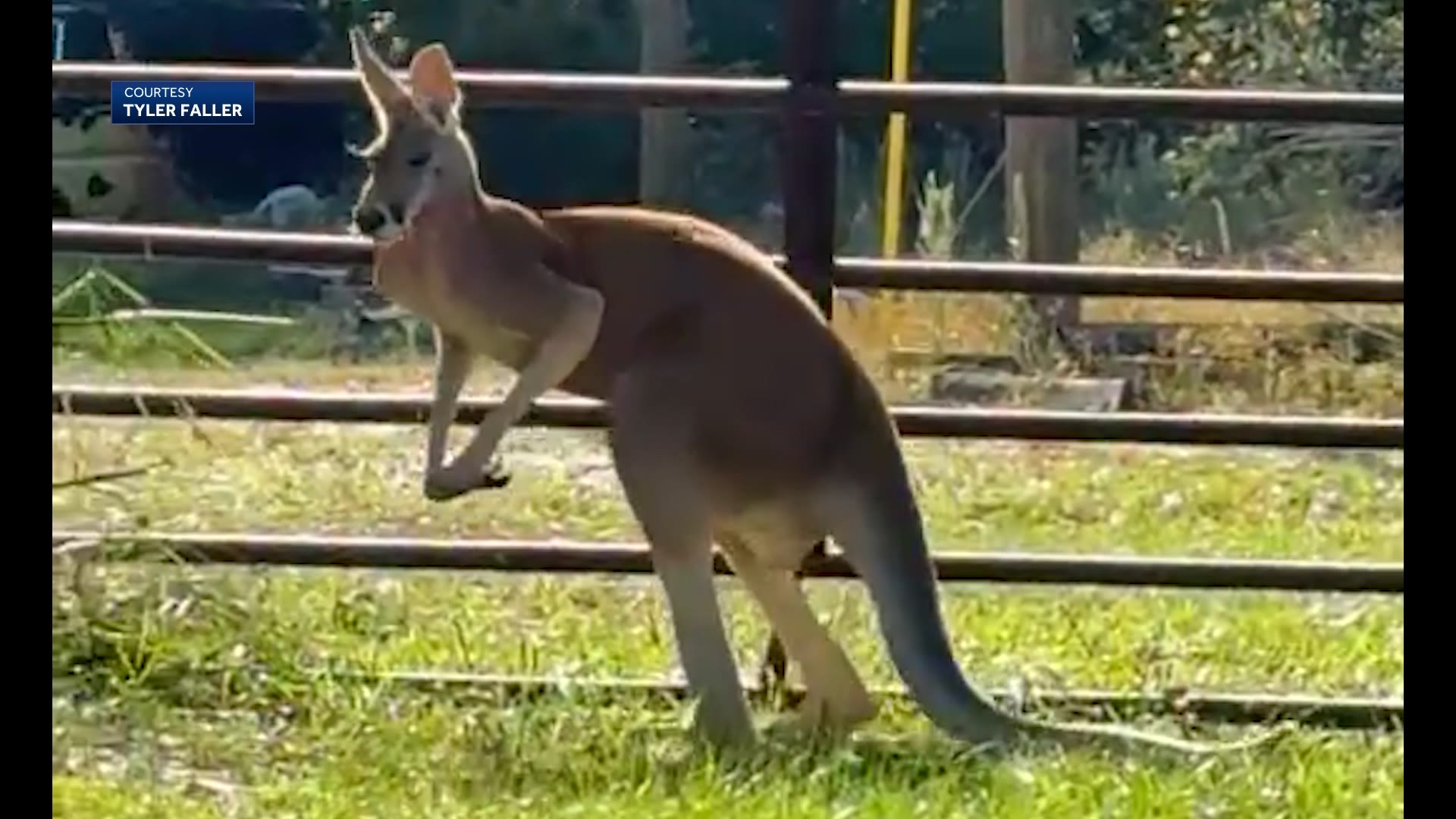 Kangaroo on the loose in Florida after escaping away from home – WFLA