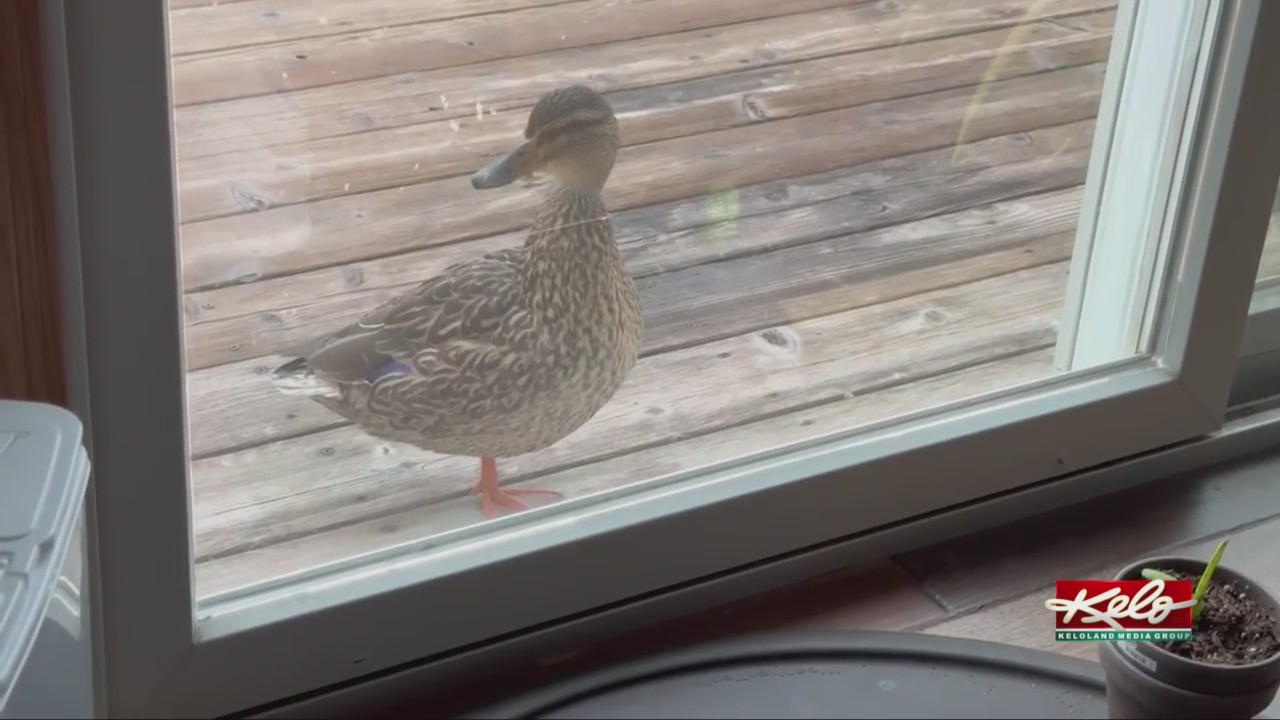 Mallory & Mitchell have a ‘quack-tastic’ time – KELOLAND.com