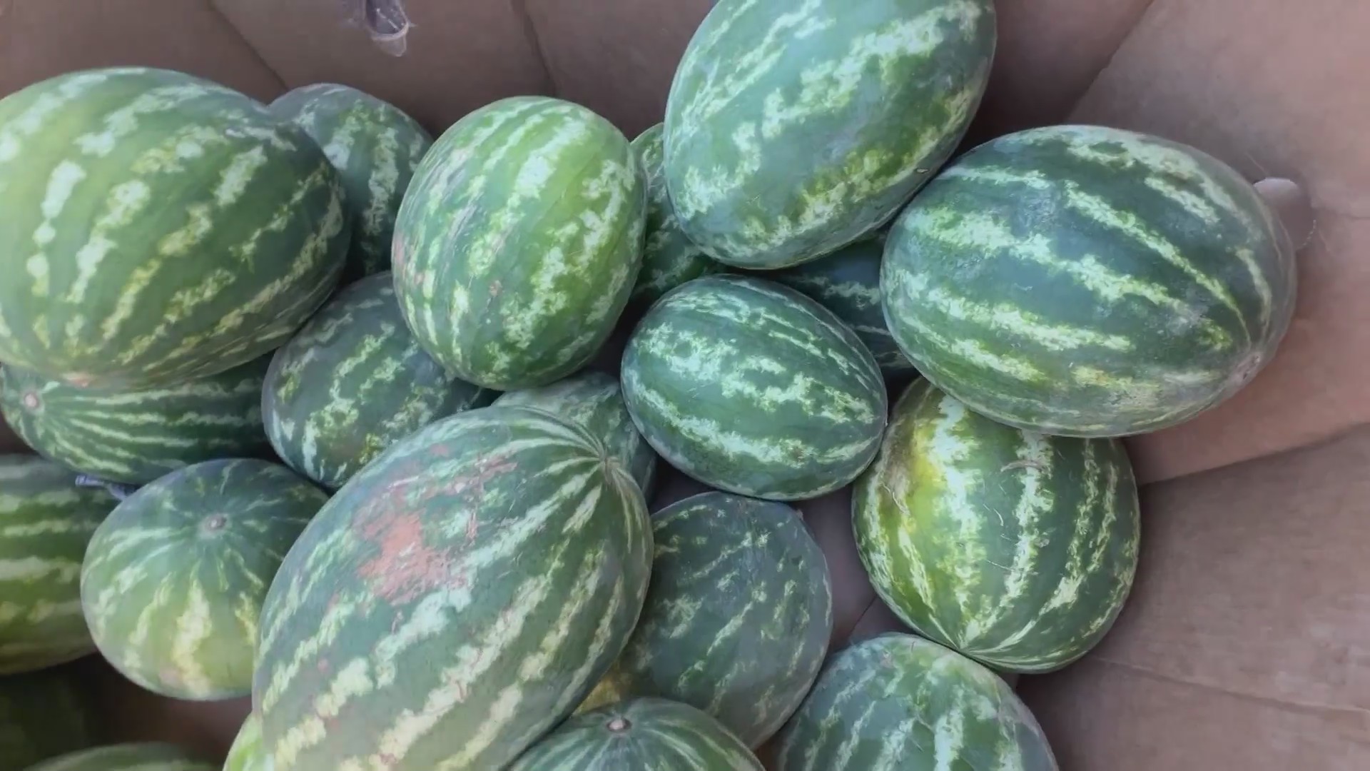 How Central Valley melon farmers works to combat summer heat – CBS47 ...