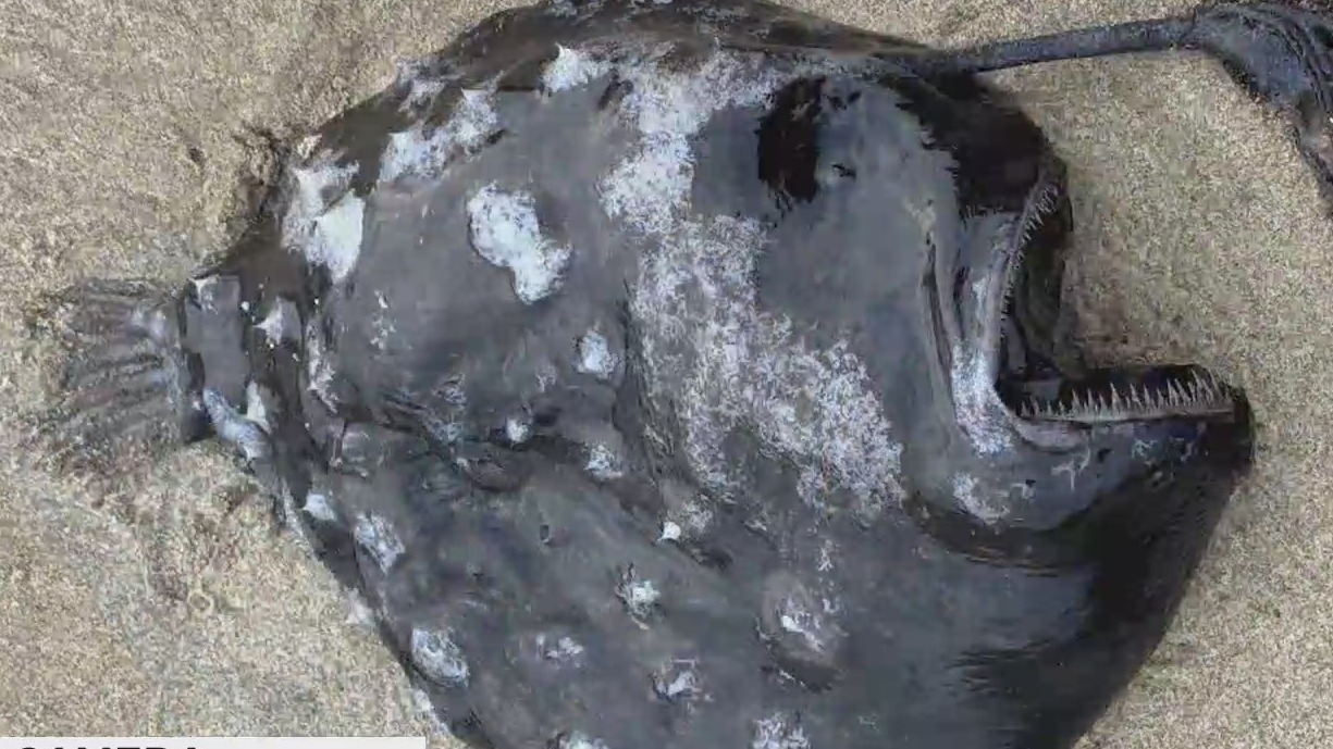 Rare fish found near Cannon Beach, 1st time in Oregon – KSN-TV
