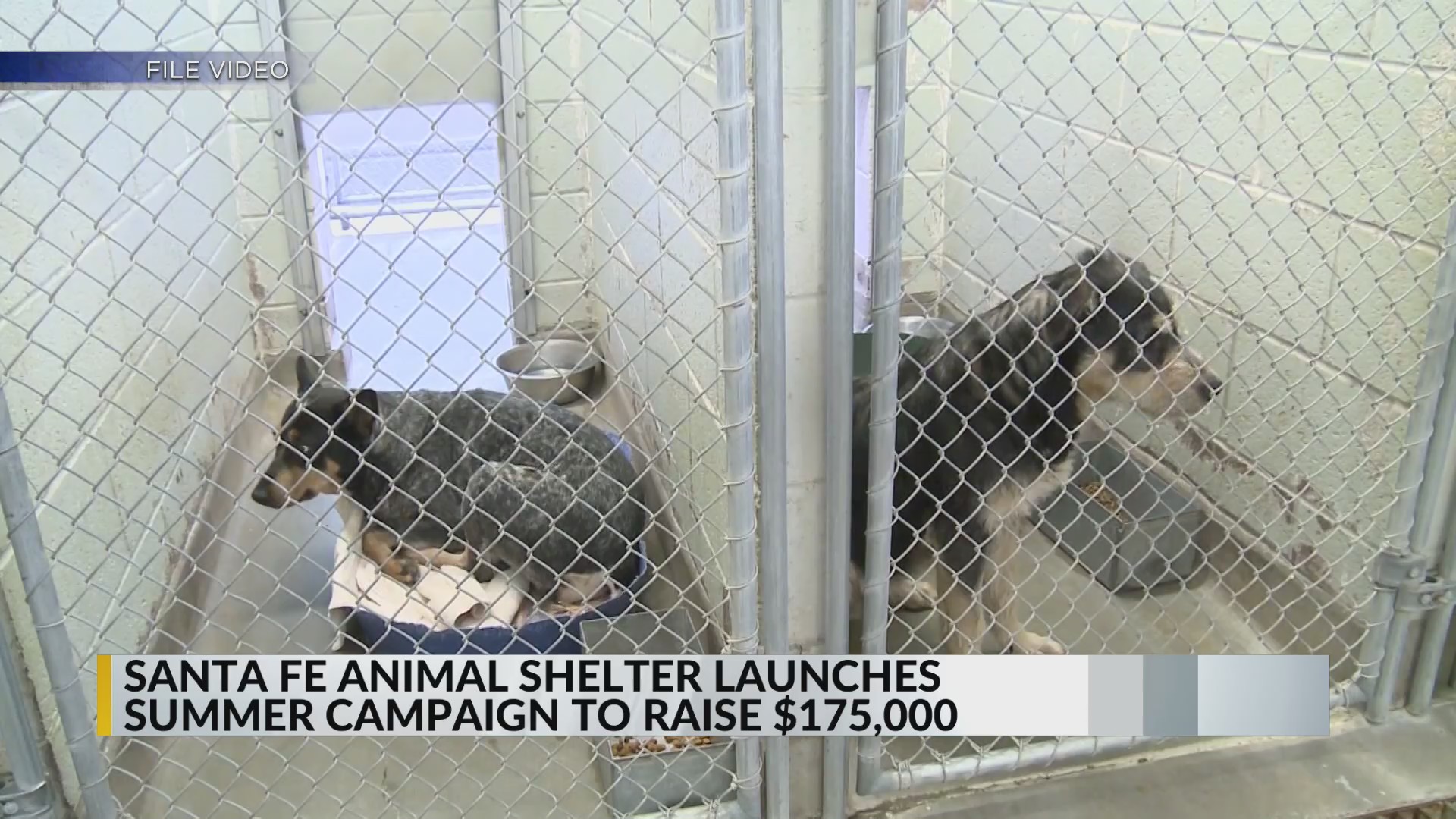 Santa Fe Animal Shelter works to raise $175,000 through June – KRQE ...