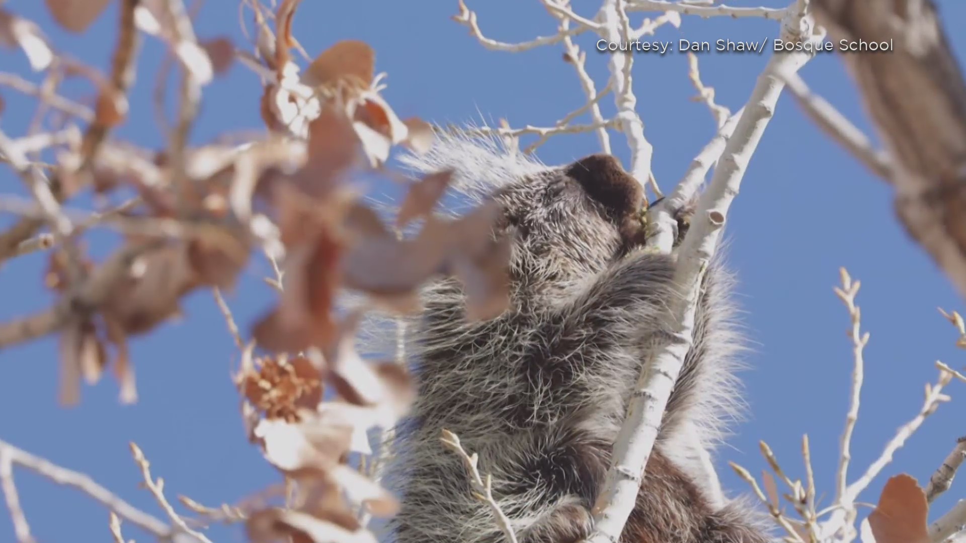 Bosque School researches impact of 2022 bosque fire on local porcupine ...