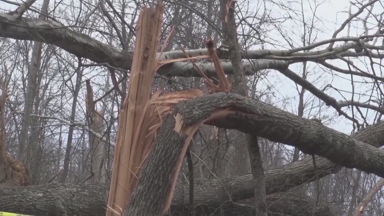 How warmer temperatures in spring can affect weak trees – WVNS