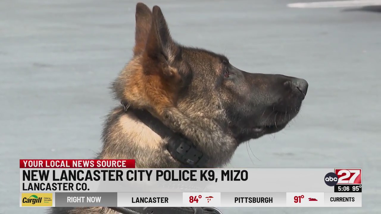 Lancaster City Police’s new K9 Mizo to undergo basic training – ABC27