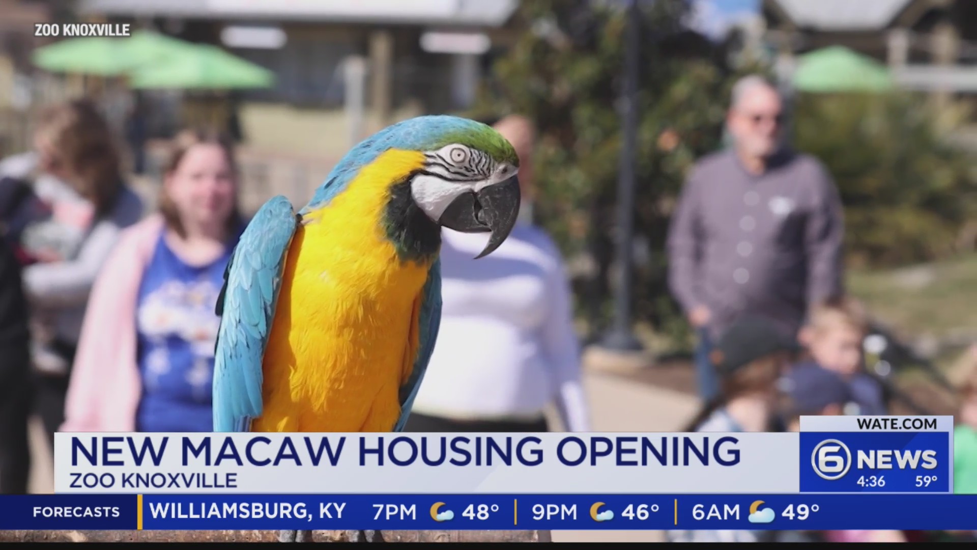 New macaw aviary opens at Zoo Knoxville, offering up-close experiences ...