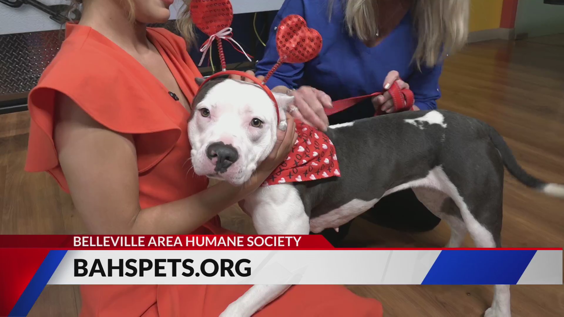 Belleville Area Humane Society pets giving Valentine’s for donations ...