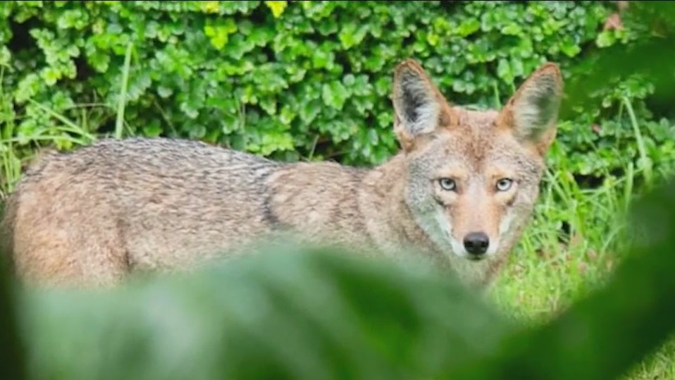 Woman injured after coyotes kill leashed dog – WANE 15