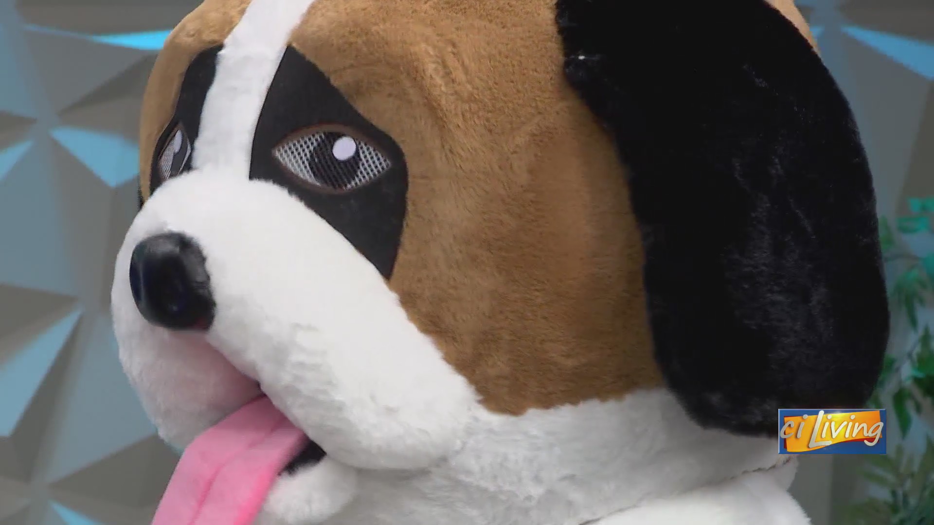 Meet Promise Healthcare’s New Mascot! – WCIA.com